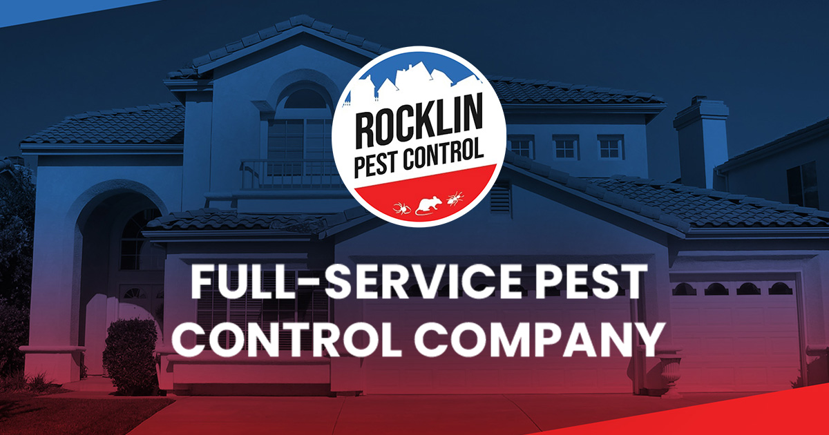 6 Reasons Why Rats Are Probably the Most Dangerous Household Pests Around