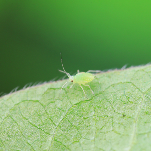 Pest Control Service in Rocklin | Rocklin Pest Control