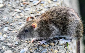 Pest Control Service in Rocklin | Rocklin Pest Control