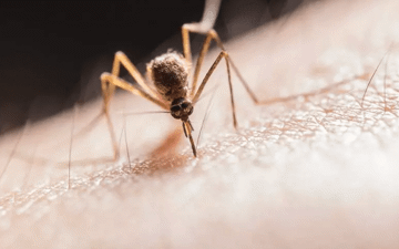 Pest Control Service in Rocklin | Rocklin Pest Control