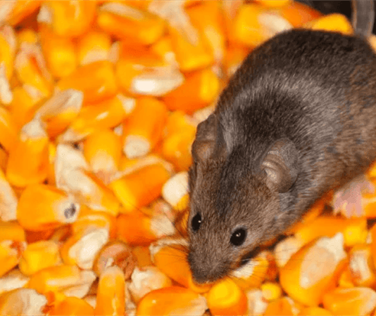 November 2020 Blogs | Pest Control Rocklin CA