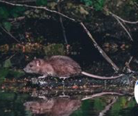 6 Reasons Why Rats Are Probably the Most Dangerous Household Pests Around