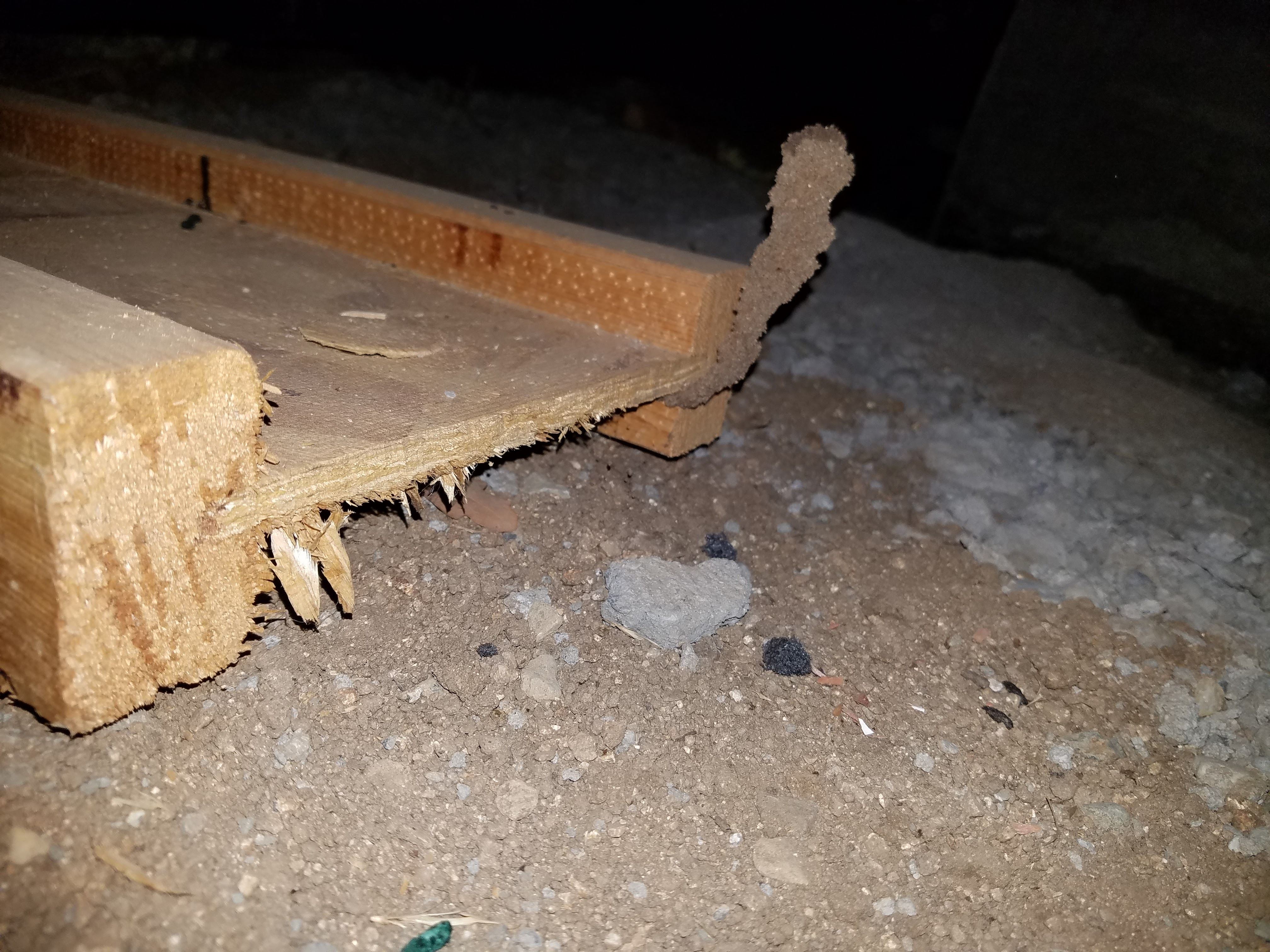 Termite and Dryrot | Exterminator Rocklin CA