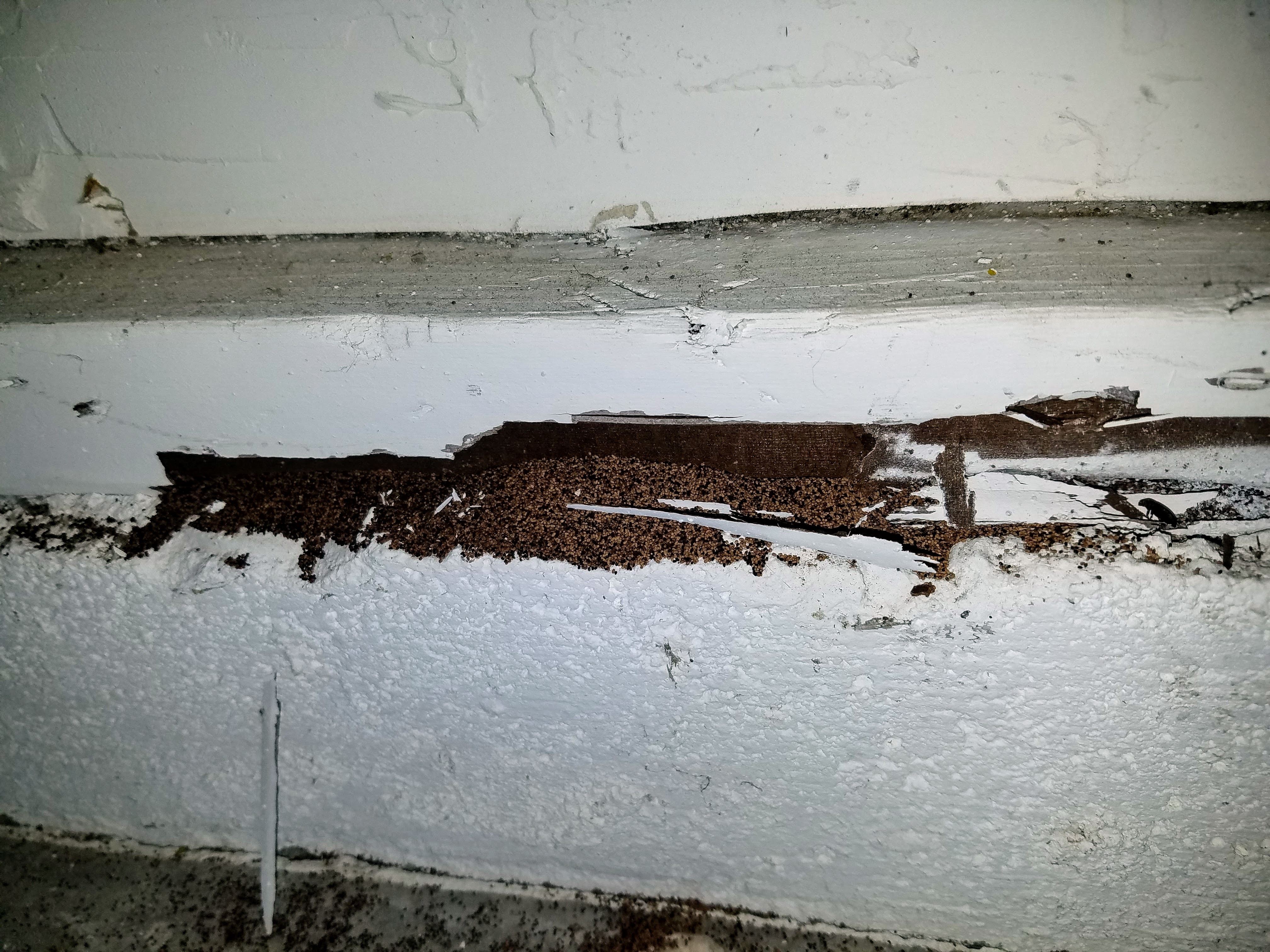 Termite and Dryrot | Exterminator Rocklin CA