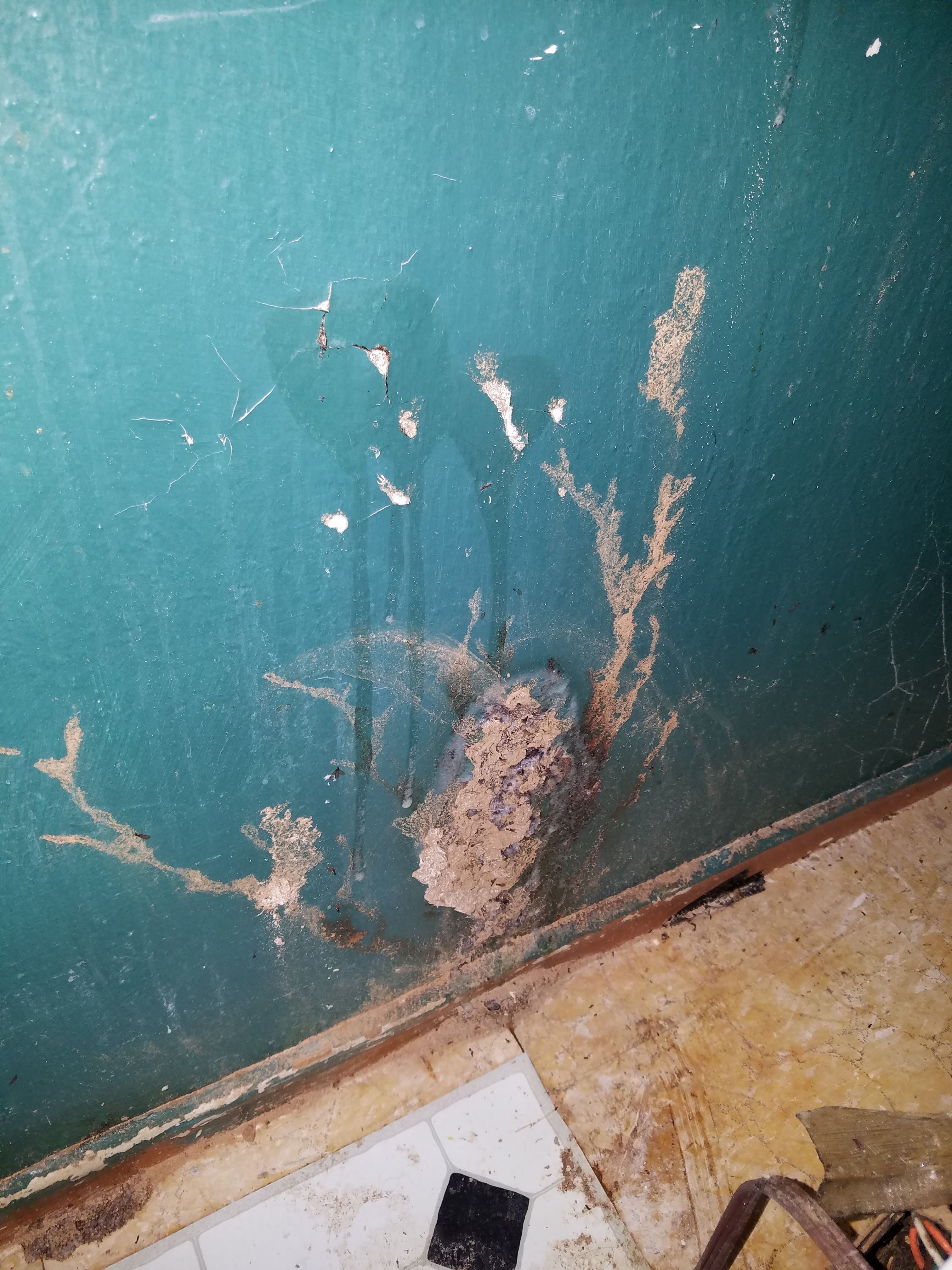 Termite and Dryrot